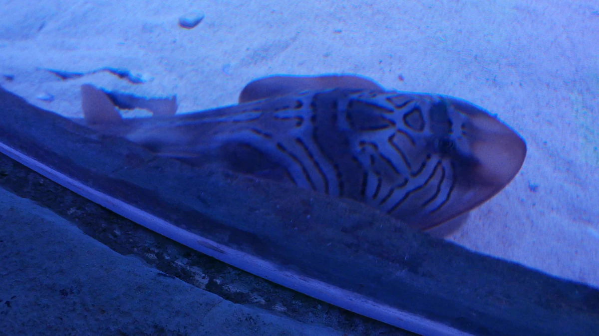 Southern Fiddler Ray | Marine Wiki | Fandom