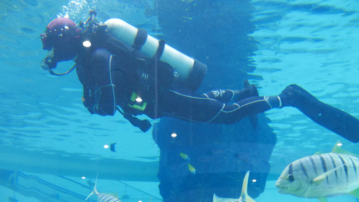 Scuba Diver | Marine Wiki | Fandom