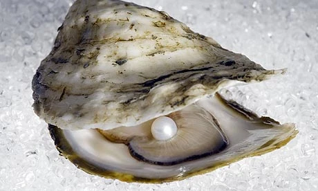 Oysters | Marine Wiki | Fandom