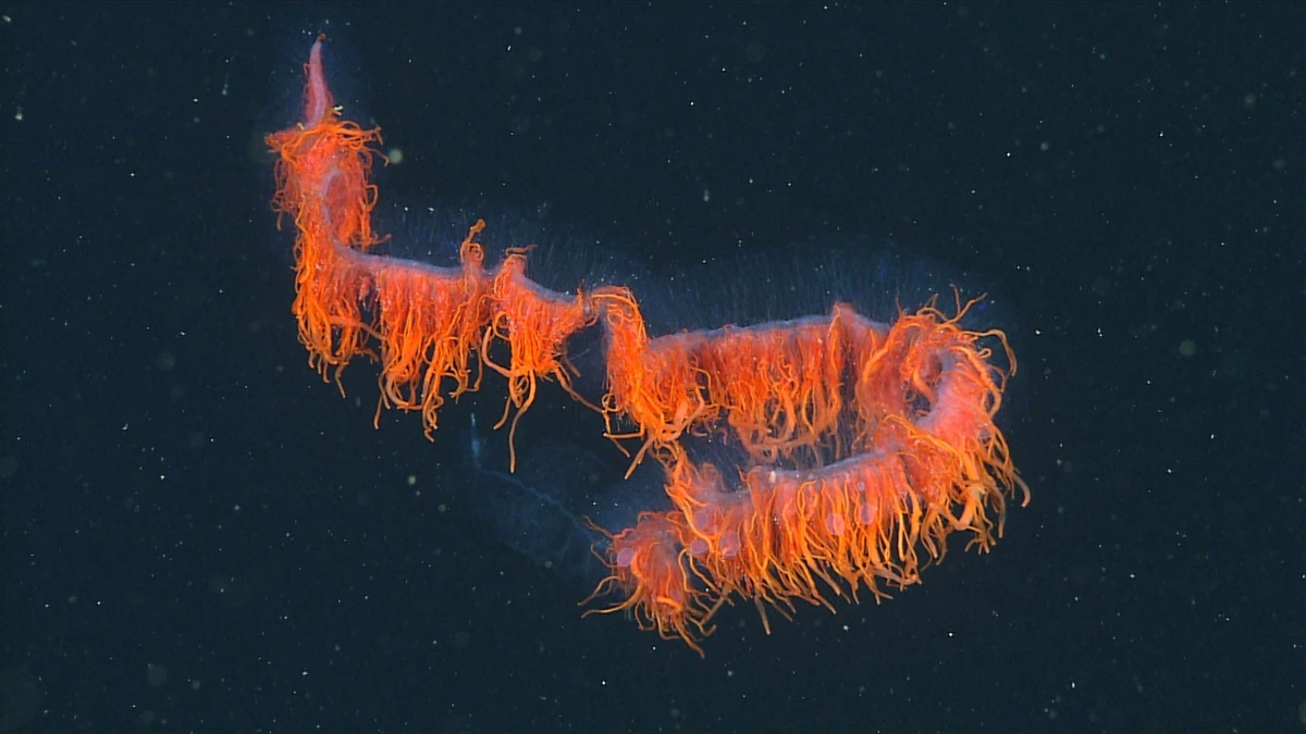 Siphonophores | Marine Wiki | Fandom