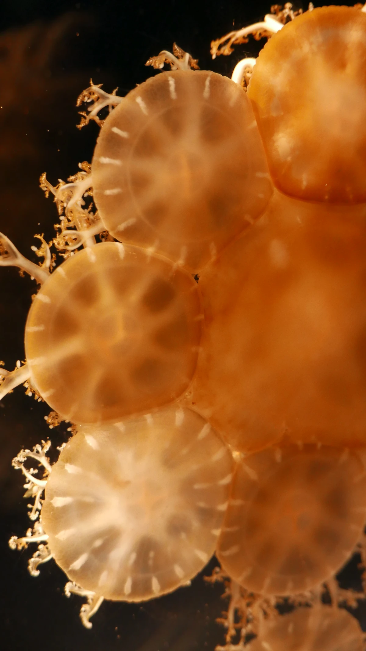 Upside Down Jellyfish | Marine Wiki | Fandom
