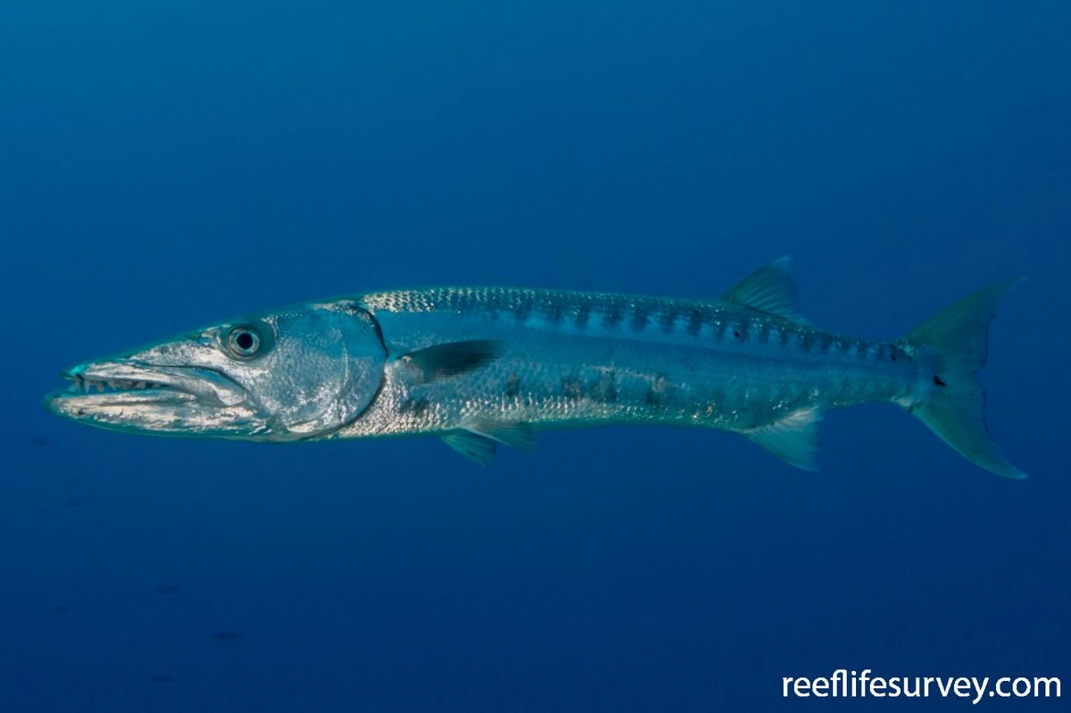 Great Barracuda/Gallery | Marine Wiki | Fandom