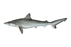 Atlantic Sharpnose Shark | Marine Wiki | Fandom