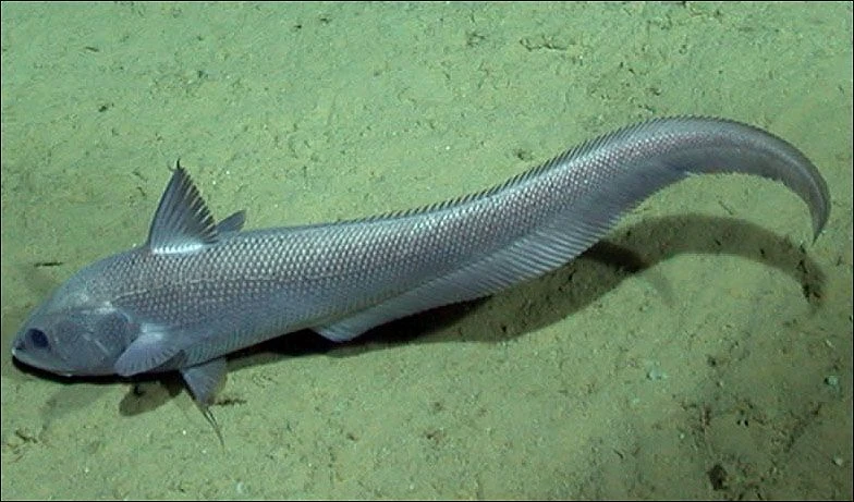 Rattail | Marine Wiki | Fandom