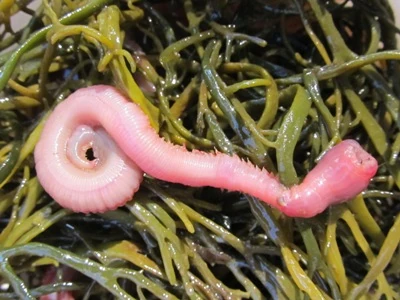 Bloodworms | Marine Wiki | Fandom