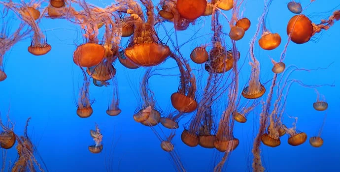 Sea Nettle | Marine Wiki | Fandom
