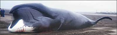 Bowhead Whale | Marine Wiki | Fandom