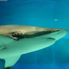 Copper Shark | Marine Wiki | Fandom