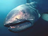 Megamouth Shark | Marine Wiki | Fandom