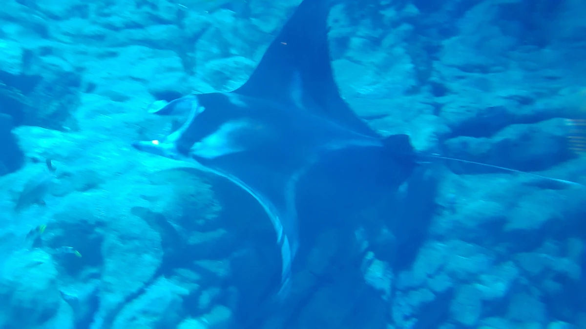 Devilfish | Marine Wiki | Fandom