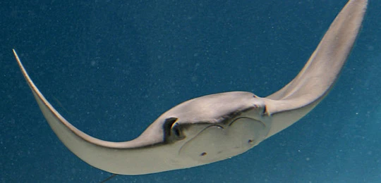 Cownose Ray | Marine Wiki | Fandom