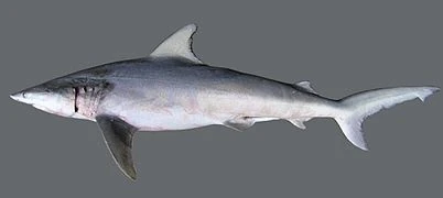 Finetooth Shark | Marine Wiki | Fandom