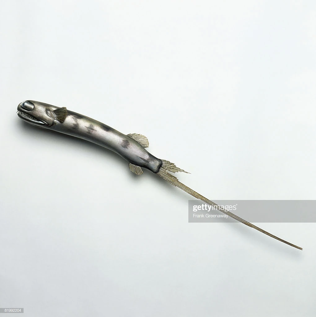 Telescopefish | Marine Wiki | Fandom