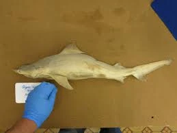 Irrawaddy River Shark | Marine Wiki | Fandom