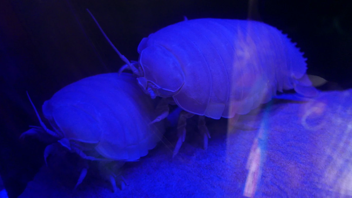 Isopods | Marine Wiki | Fandom