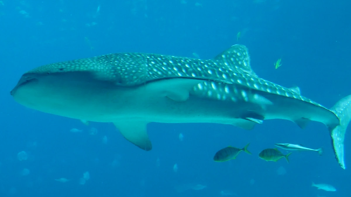 Whale Shark/Gallery | Marine Wiki | Fandom