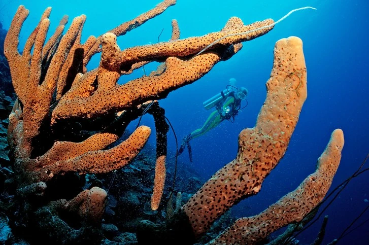 Sponges | Marine Wiki | Fandom