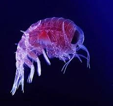 Amphipods | Marine Wiki | Fandom