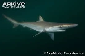 Pacific Sharpnose Shark | Marine Wiki | Fandom