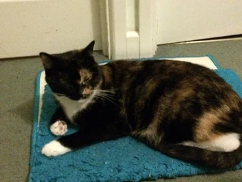 Loki | Mario Total Drama Island by MudkipMan787 Wiki | Fandom