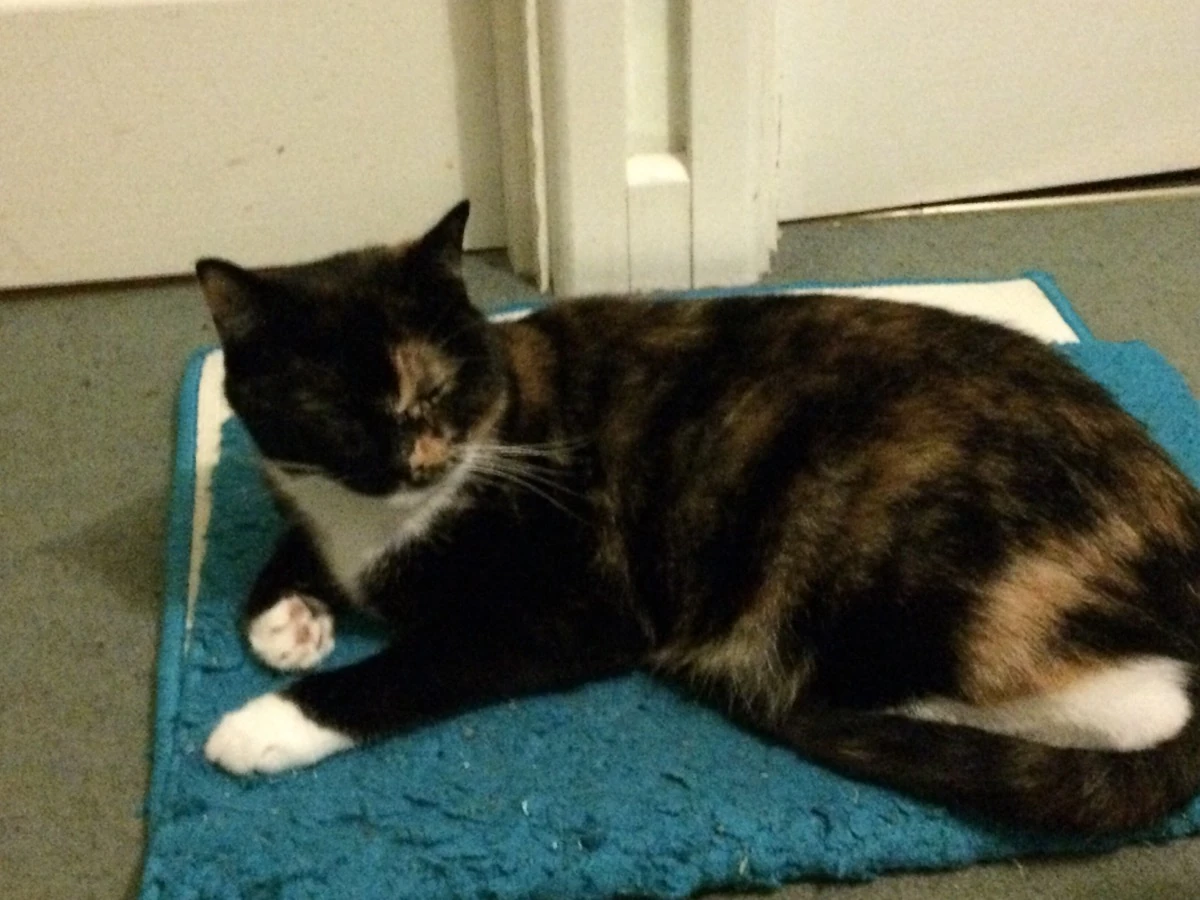 Loki | Mario Total Drama Island by MudkipMan787 Wiki | Fandom