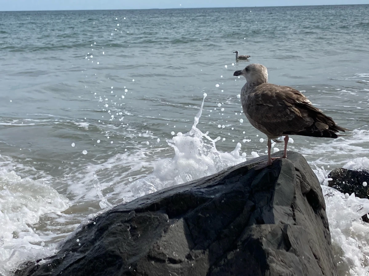 Sapphire Sea | Mark of the Fool Wiki | Fandom