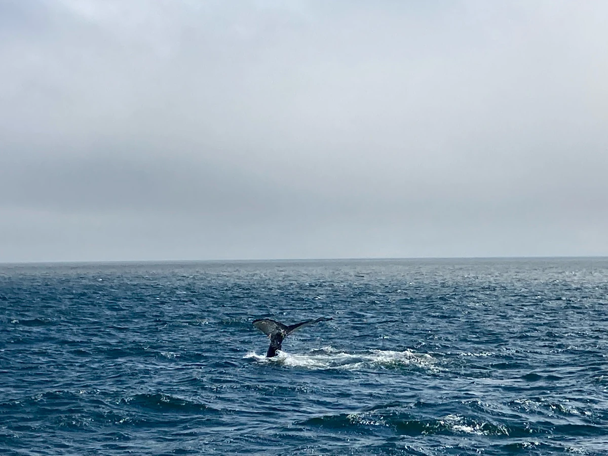 Prinean Sea | Mark of the Fool Wiki | Fandom