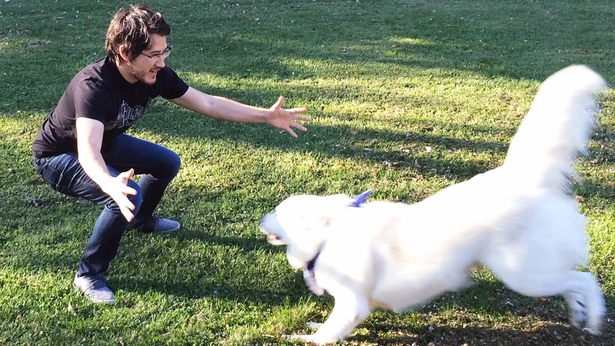 ADORABLE PUPPIES!! And 4 Million Subscribers!! | Markiplier Wiki | Fandom