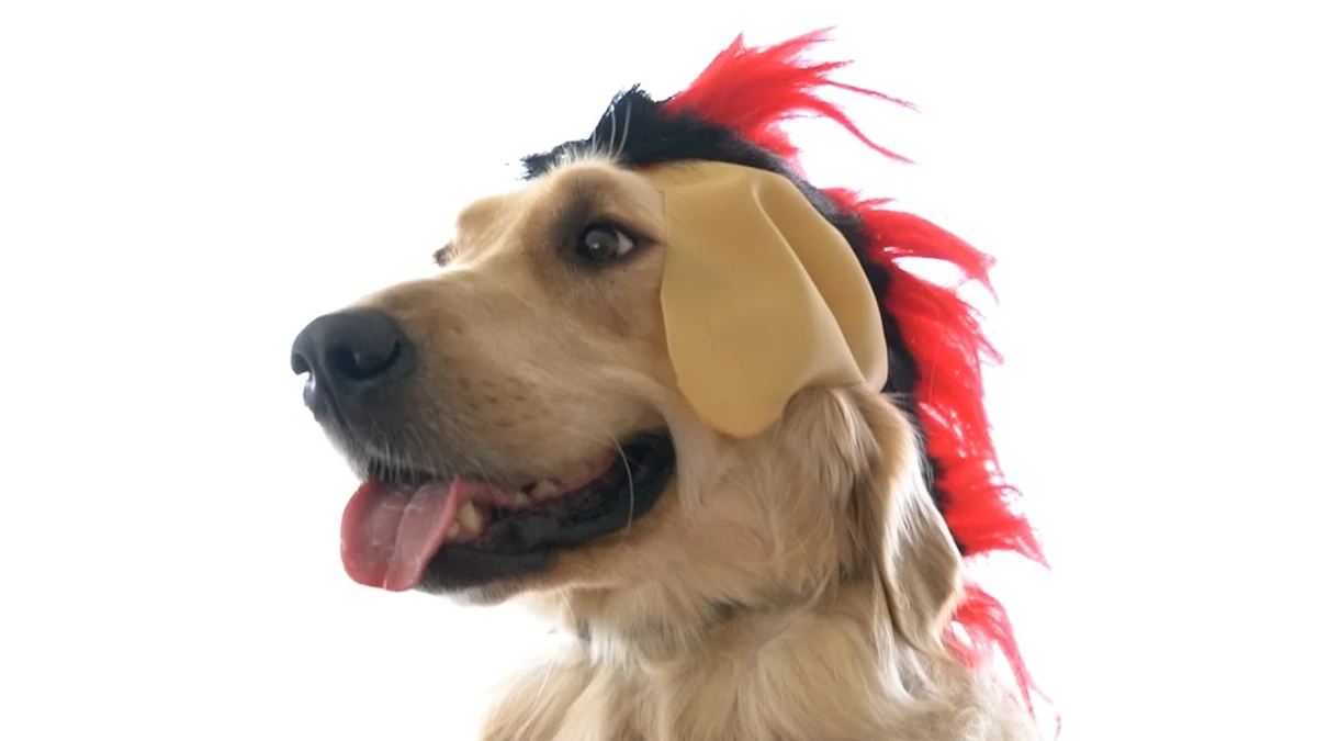 punk dog | Markiplier Wiki | Fandom
