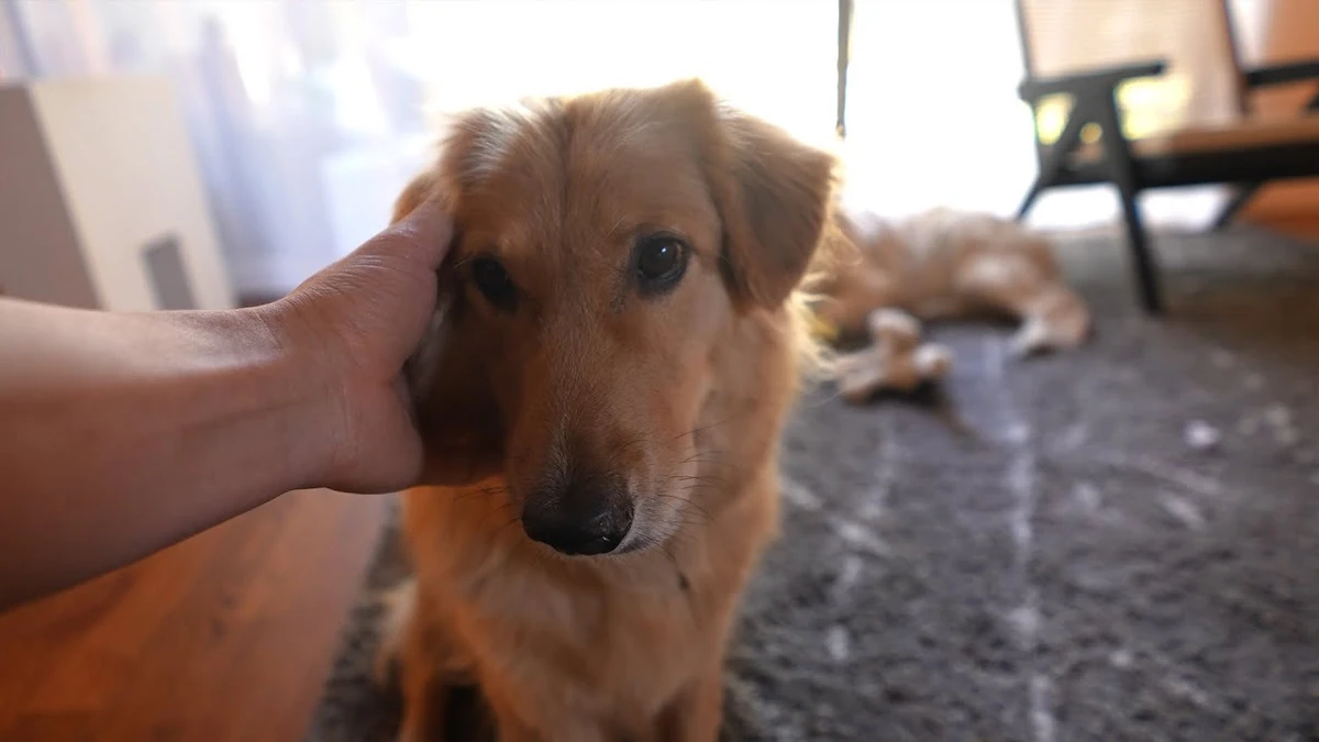 Pet Henry | Markiplier Wiki | Fandom