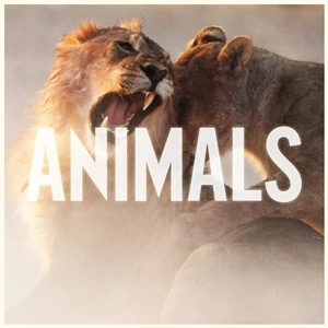 Animals | Maroon 5 Wiki | Fandom