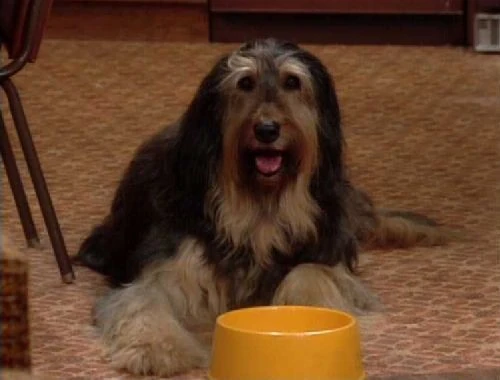 Buck Bundy | Married with Children Wiki | Fandom