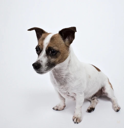 Winston | Mars Argo Wiki | Fandom