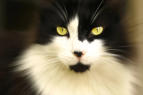 Cats Of MarshClan | MarshClan Roleplaying Wiki | Fandom