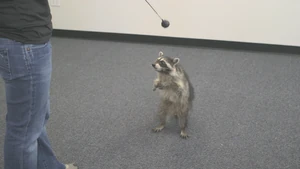 Oreo | Marvel Cinematic Universe Wiki | Fandom