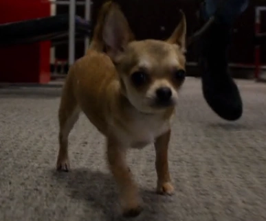 Felipe | Marvel Cinematic Universe Wiki | Fandom