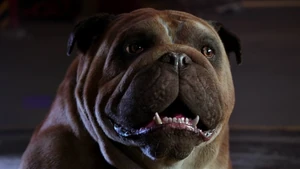 Lockjaw | Marvel Cinematic Universe Wiki | Fandom