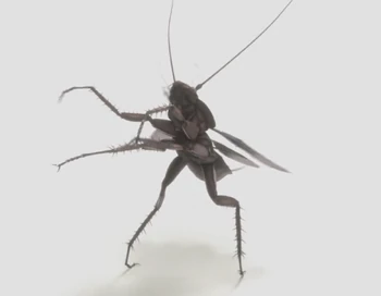 Ezekiel the Cockroach (Doom Patrol TV Series) | DC Database | Fandom