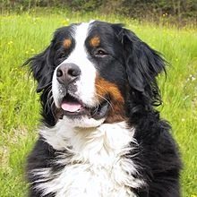 Dog | Marvel Animated Universe Fanon Wiki | Fandom