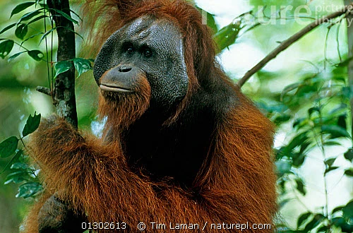 Ape | Marvel Animated Universe Fanon Wiki | Fandom