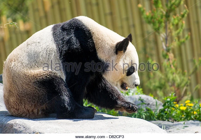 Panda | Marvel Animated Universe Fanon Wiki | Fandom