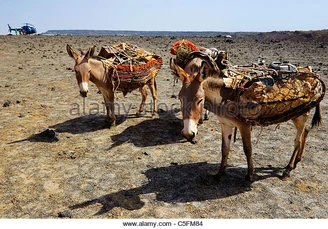 Donkey | Marvel Animated Universe Fanon Wiki | Fandom