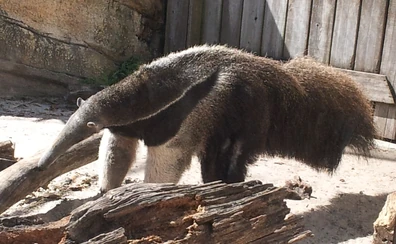 Anteater | Marvel Animated Universe Fanon Wiki | Fandom