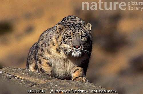 Snow leopard | Marvel Animated Universe Fanon Wiki | Fandom