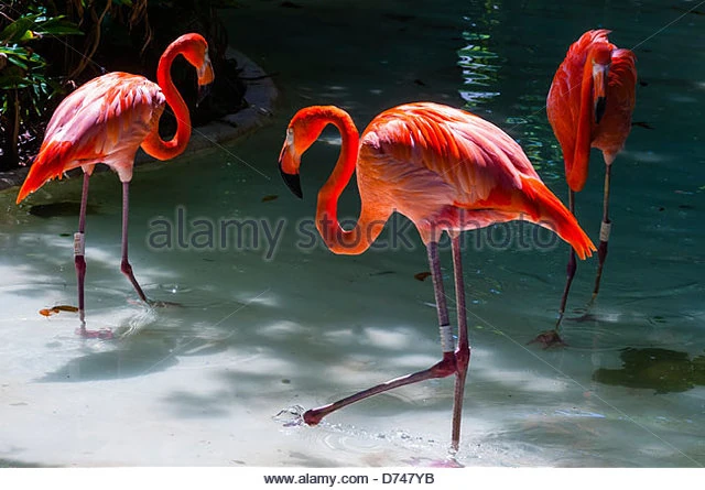 Flamingo | Marvel Animated Universe Fanon Wiki | Fandom