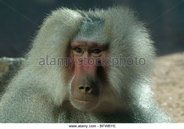 Baboon | Marvel Animated Universe Fanon Wiki | Fandom