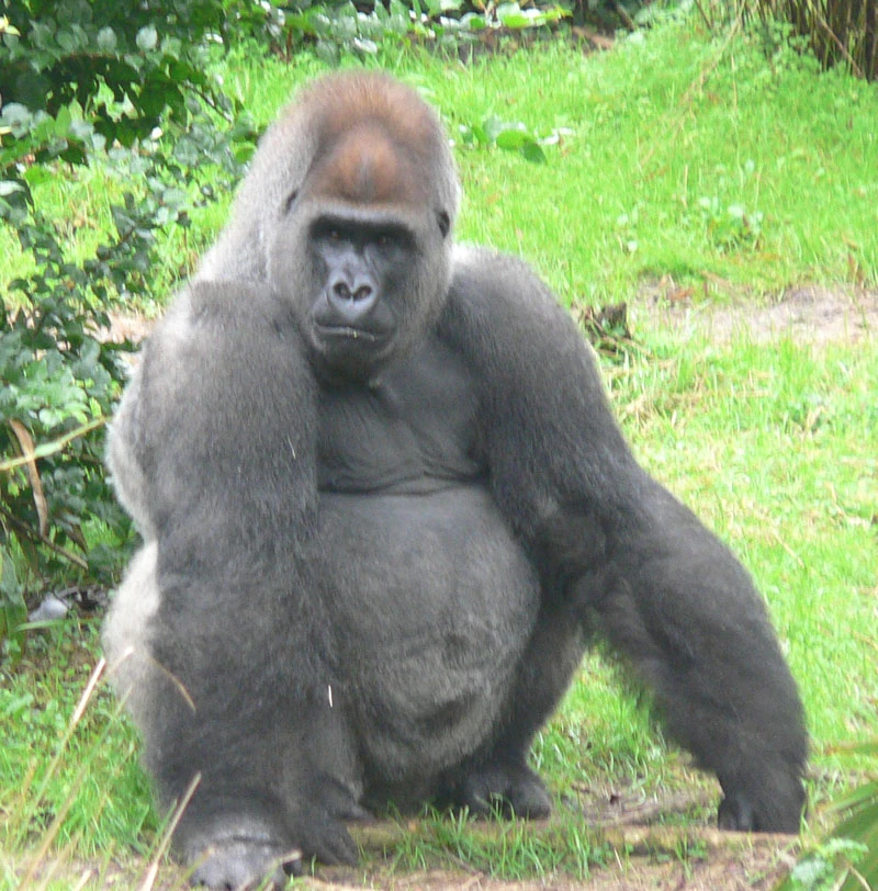 Gorilla | Marvel Animated Universe Fanon Wiki | Fandom