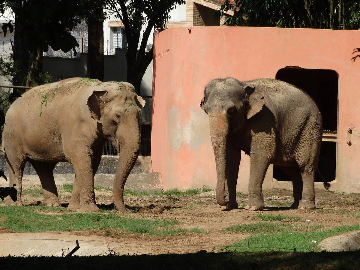 Elephant | Marvel Animated Universe Fanon Wiki | Fandom