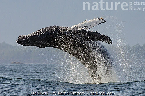 Whale | Marvel Animated Universe Fanon Wiki | Fandom