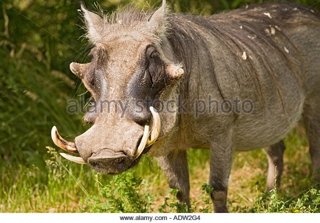 Warthog | Marvel Animated Universe Fanon Wiki | Fandom